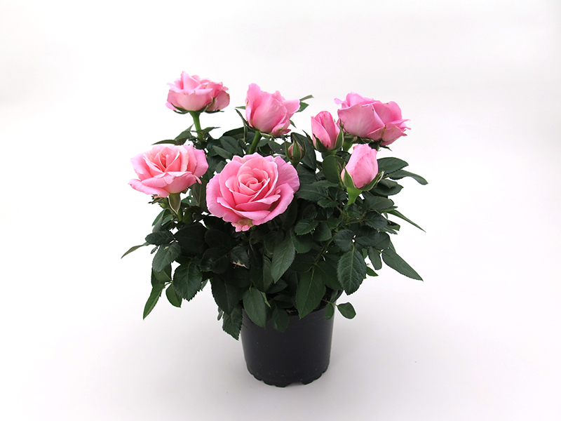 Roser ‘Infinity’® - Gartneriet Thouplund