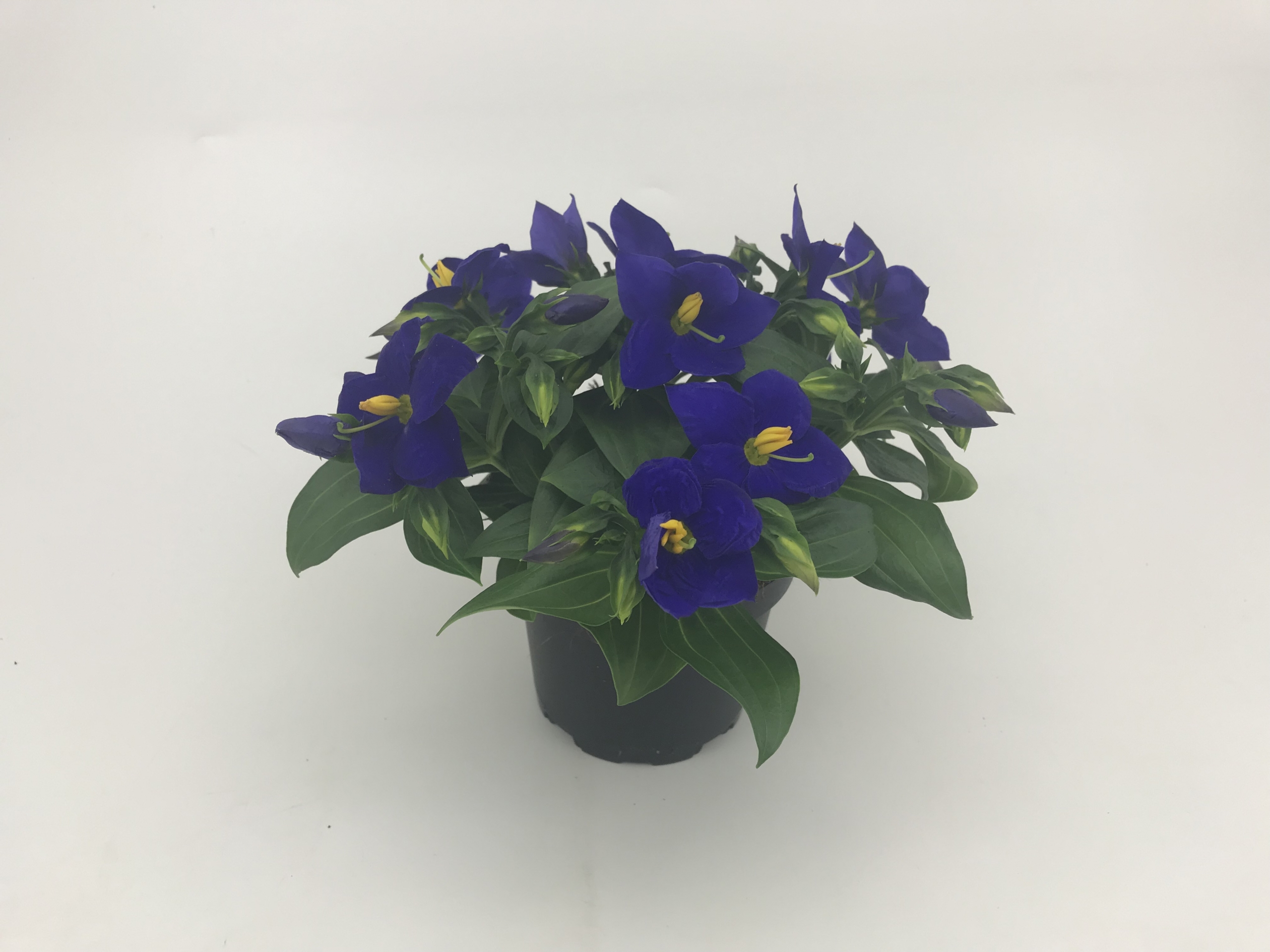 Exacum hybrid Sapphire - Gartneriet Thouplund