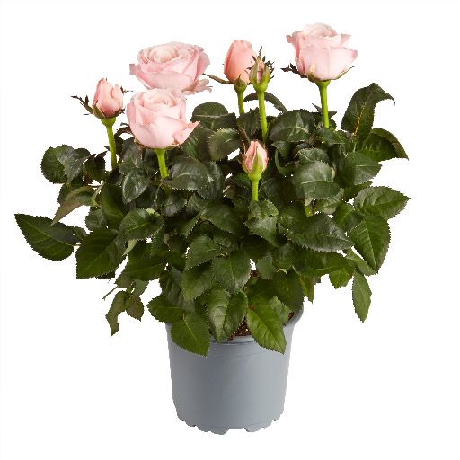 Roser ‘Infinity’® - Gartneriet Thouplund